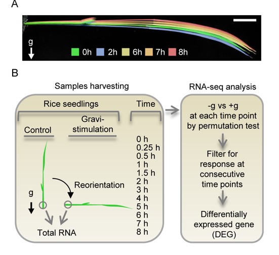 The Dynamic Transcriptome: Using Clustered Time Points to Tease Apart ...