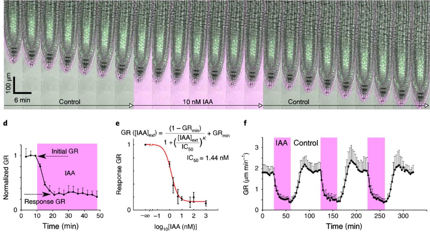 Rapid and reversible root growth inhibition by TIR1 auxin signalling ...