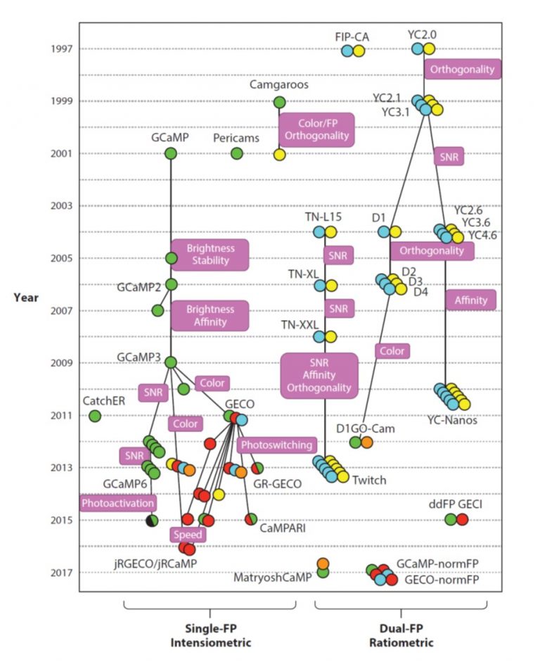 Review. Genetically encoded biosensors in plants: Pathways to discovery ...