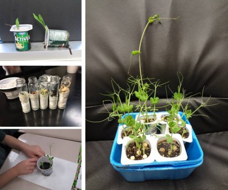 Plants4Kids: By Anna N. Stepanova, North Carolina State University ...