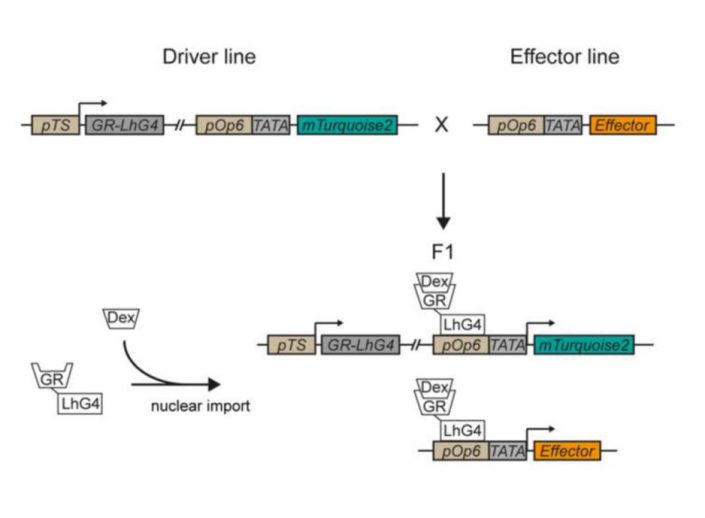A comprehensive toolkit for inducible, cell type-specific gene ...