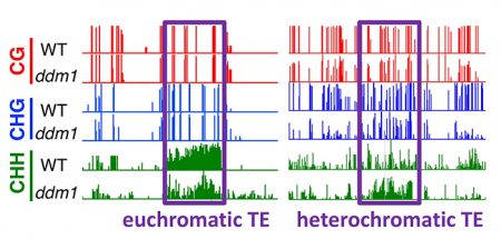 Tectonic Movements Across the Tomato Genome | Plantae