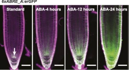 Revealing the Invisible: A Synthetic Reporter for ABA | Plantae