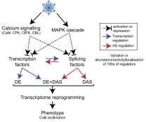 Rapid and dynamic alternative splicing impacts the Arabidopsis cold response transcriptome ...