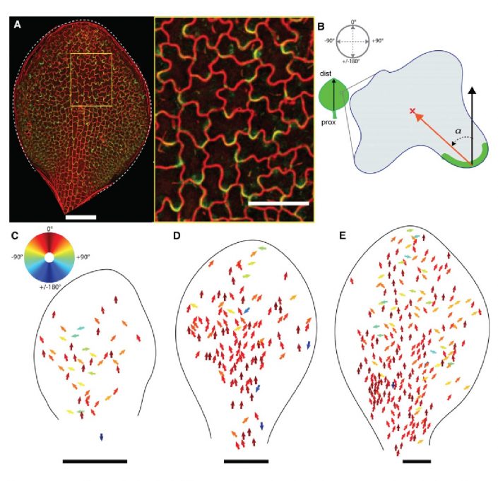 Ectopic BASL reveals tissue cell polarity throughout leaf development ...