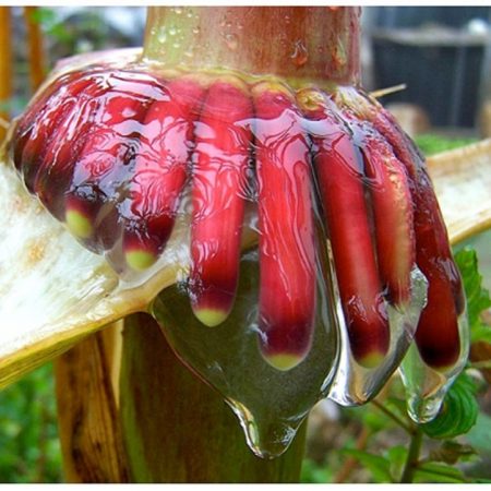 Nitrogen-fixing corn slime? A Mexican maize landrace supports nitrogen ...