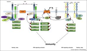 Review: Regulation of pattern recognition receptor signalling by phosphorylation and ...