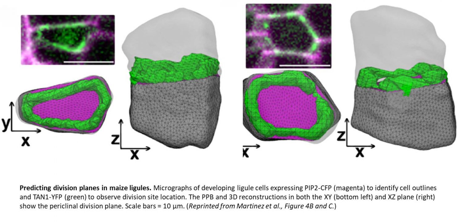Busted: Finding Cells Whose Division Planes Defy Prediction | Plantae