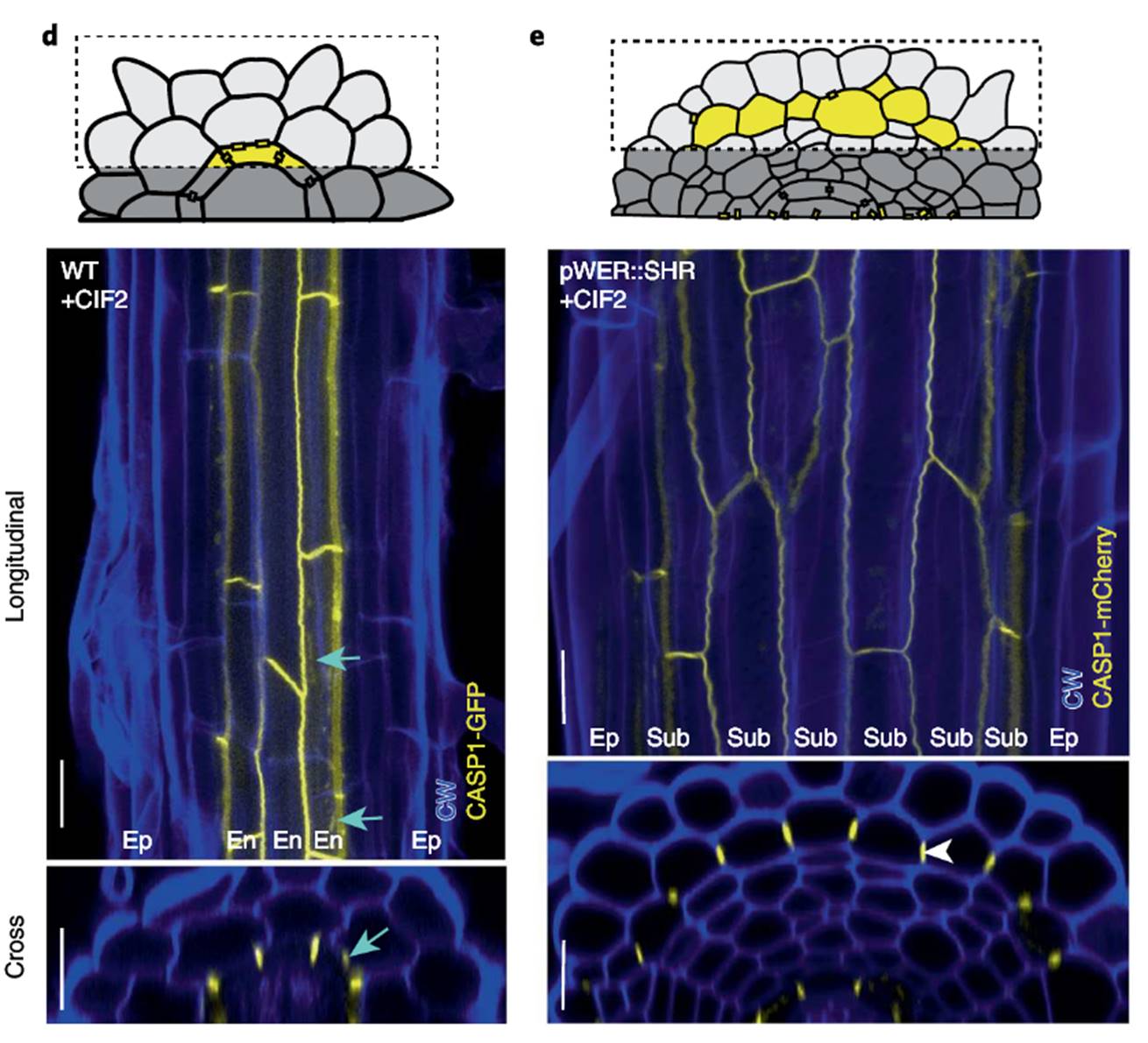 Minimum requirements for changing and maintaining endodermis cell ...
