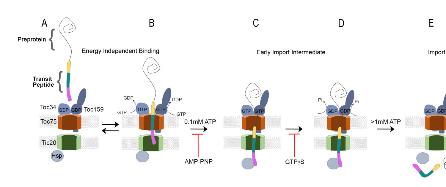 Tic-Tac-Toe: How TIC and TOC Coordinate Getting Proteins Across the ...