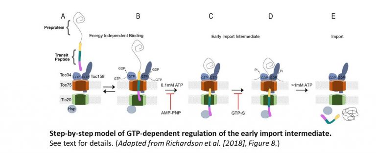 Tic-Tac-Toe: How TIC and TOC Coordinate Getting Proteins Across the ...