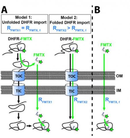 Chloroplast TOC/TIC protein translocon pore size ($) (Plant Cell) | Plantae