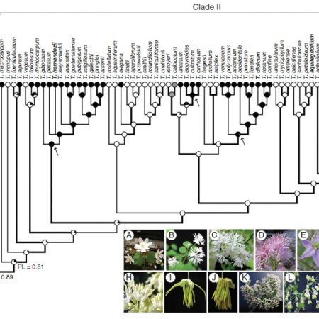 Plantae | Single-cell RNA-sequencing of Nicotiana attenuata corolla cells reveals the ...
