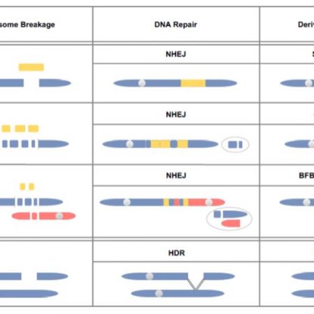 Plantae | Gene-editing in somatic cells can be achieved by spray-on of ...