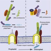 Chloroplast biogenesis controlled by DELLA-TOC159 interaction in early ...