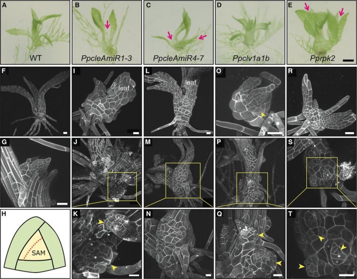 CLAVATA allowed 3D growth in land plants (Curr. Biol.) | Plantae