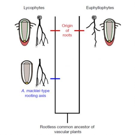 Plantae | The PLETHORA Gene Regulatory Network Guides Growth and Cell ...