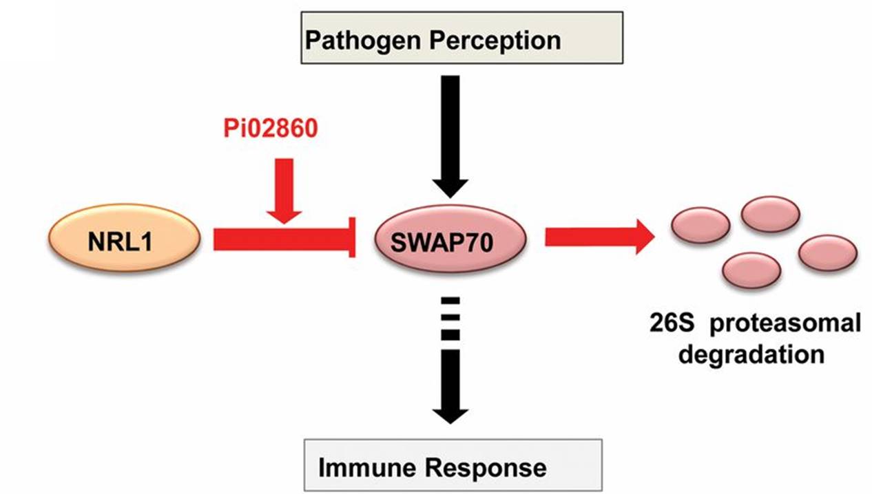 Phytophthora effector exploits host susceptibility factor NRL1 (PNAS ...