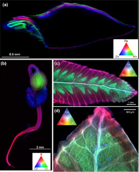 Review: X-ray fluorescence microscopy imaging (Plant Physiol.) | Plantae