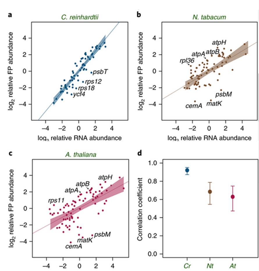 Divergent strategies to maintain steady state protein levels in algal ...