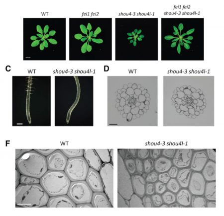 SHOU4 proteins regulate trafficking of cellulose synthase complexes to ...