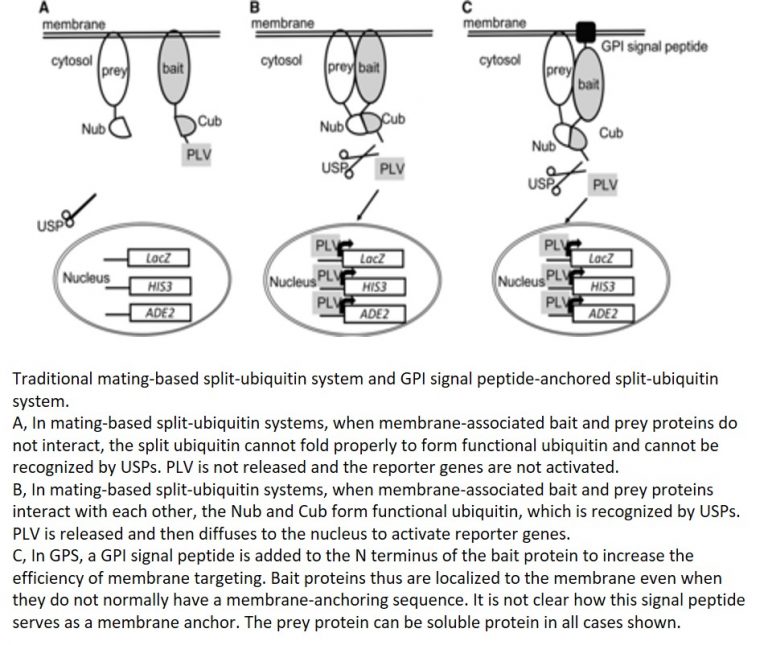 An Improved Tool for Mapping the Membrane-Associated Protein ...