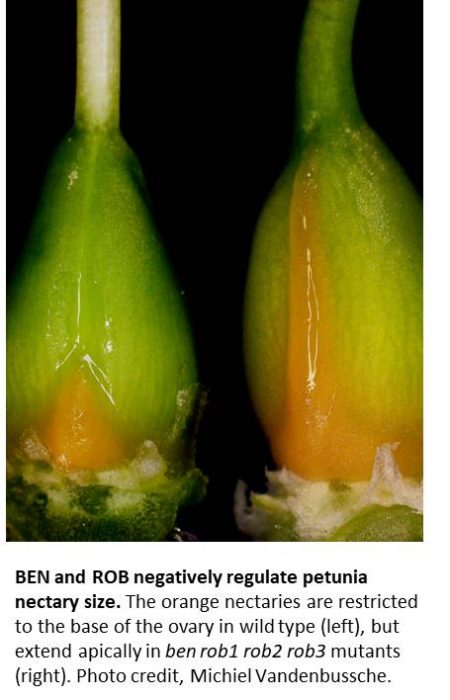 Nectary Specification in Petunia and Arabidopsis | Plantae