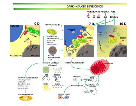 Dark-Induced Leaf Senescence | Plantae