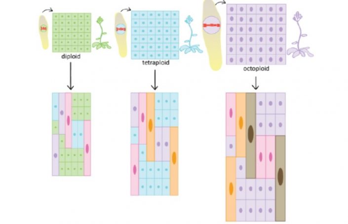 Ploidy and size at multiple scales in the Arabidopsis sepal (Plant Cell ...