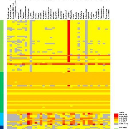 Plantae | Review: Transposable element life cycles in plant genomes and beyond | Plantae