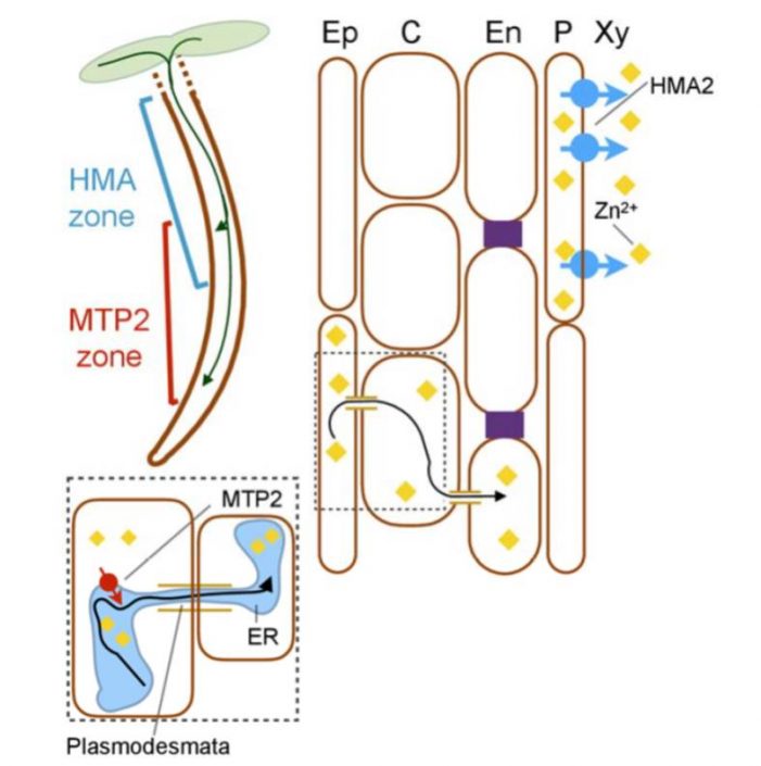 Systemic upregulation of Zn partitioning to the shoot supplements local ...