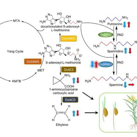 Plantae | From Golden Rice to aSTARice: Bioengineering astaxanthin ...