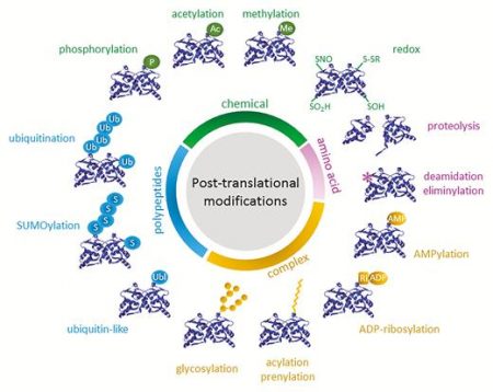 Special issue: Orchestrating the proteome with post-translational ...