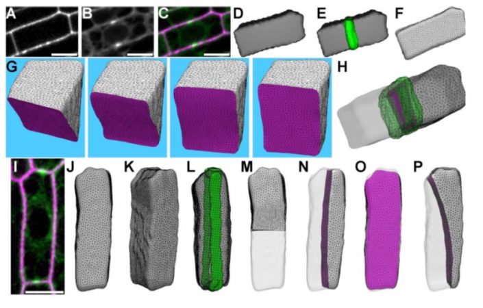 Predicting division planes of three-dimensional cells by soap-film ...