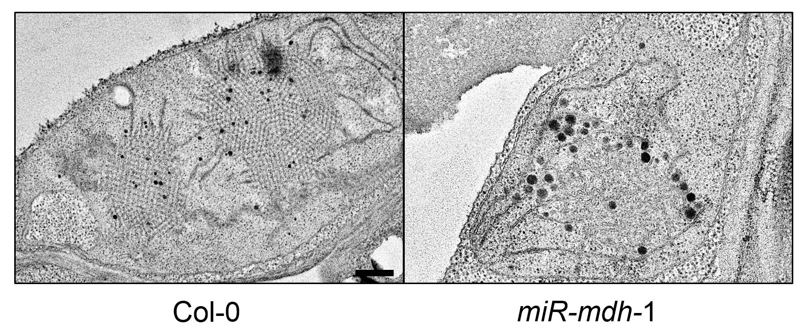 Moonlighting Role of Plastidial NAD-MDH | Plantae