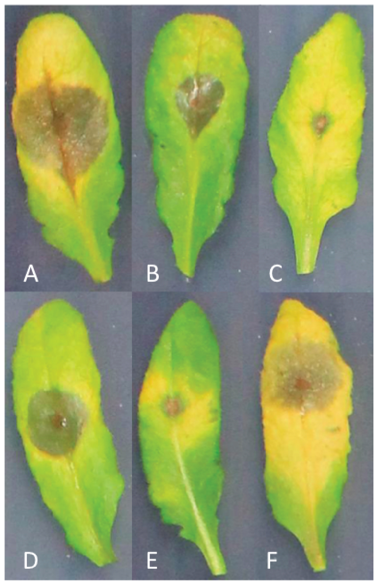 Digital imaging combined with genome-wide association mapping links ...
