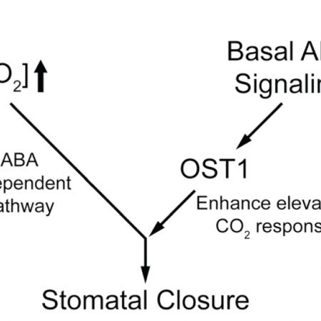 Plantae | At the right time and in the right place: WPRs functions in ...