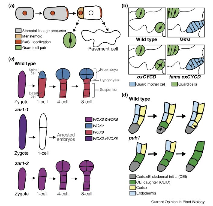 Review - A plane choice: coordinating timing and orientation of cell ...