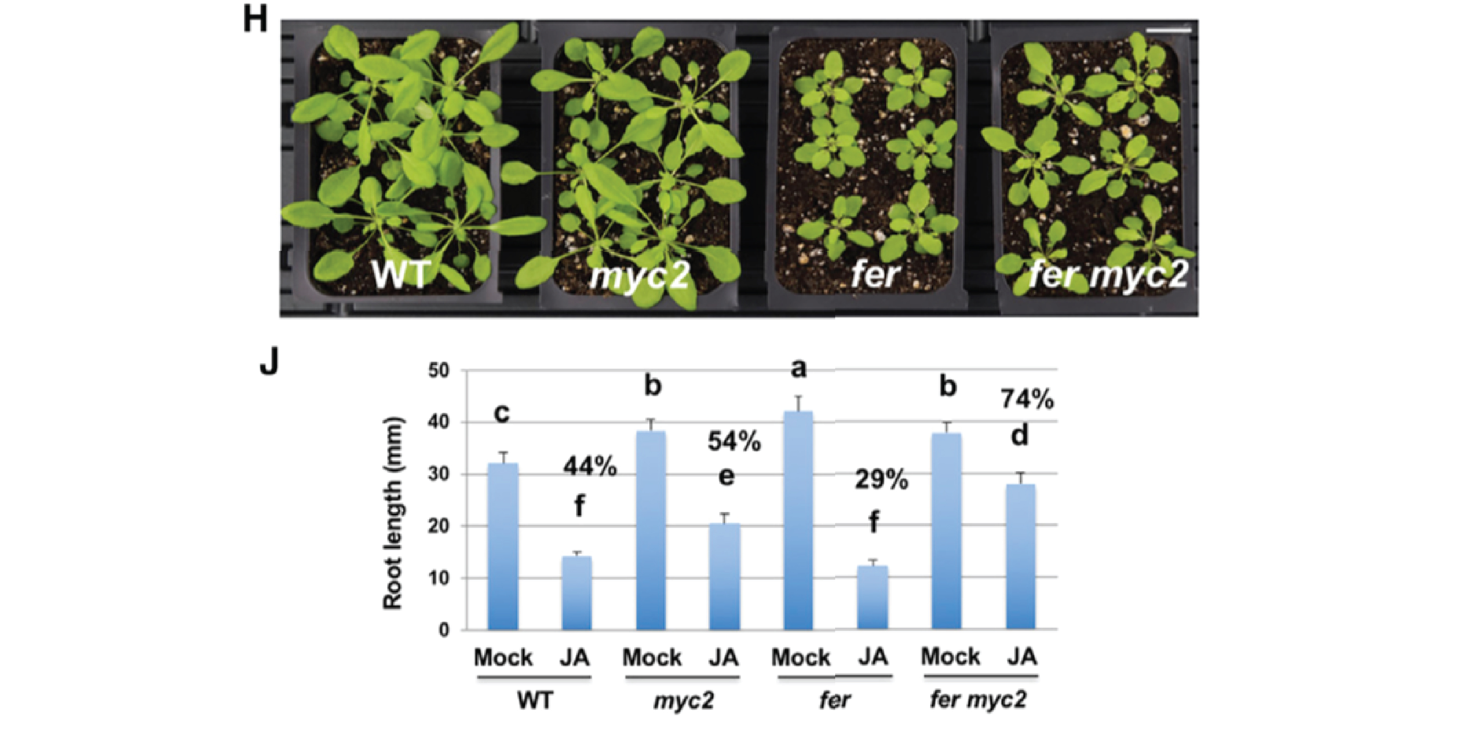 FERONIA receptor kinase contributes to plant immunity by suppressing ...
