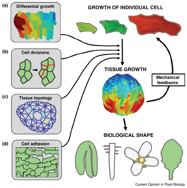 Review - Cellular basis of growth in plants: geometry matters (COPB ...