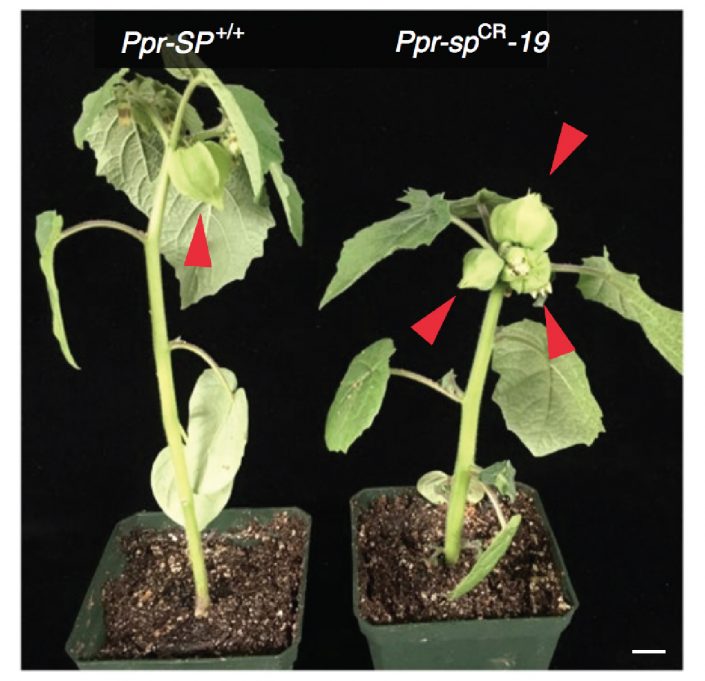 Rapid improvement of domestication traits in an orphan crop by genome ...