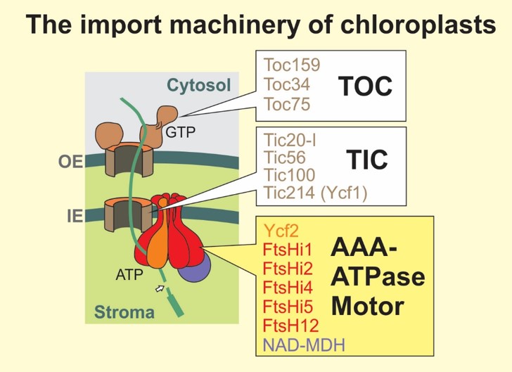 A Force-Generating Machine in the Plant’s Power House: A Pulling AAA ...