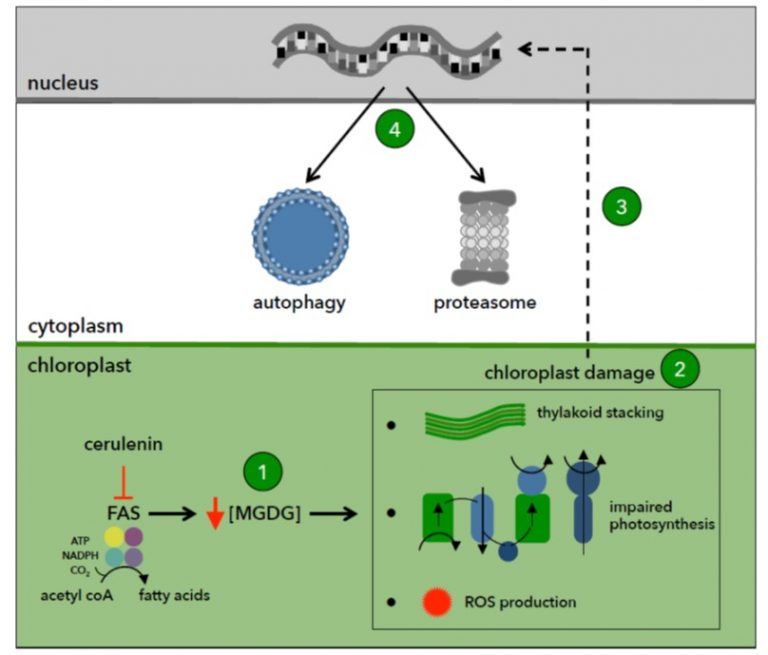 Chloroplast Damage Triggers Autophagy | Plantae