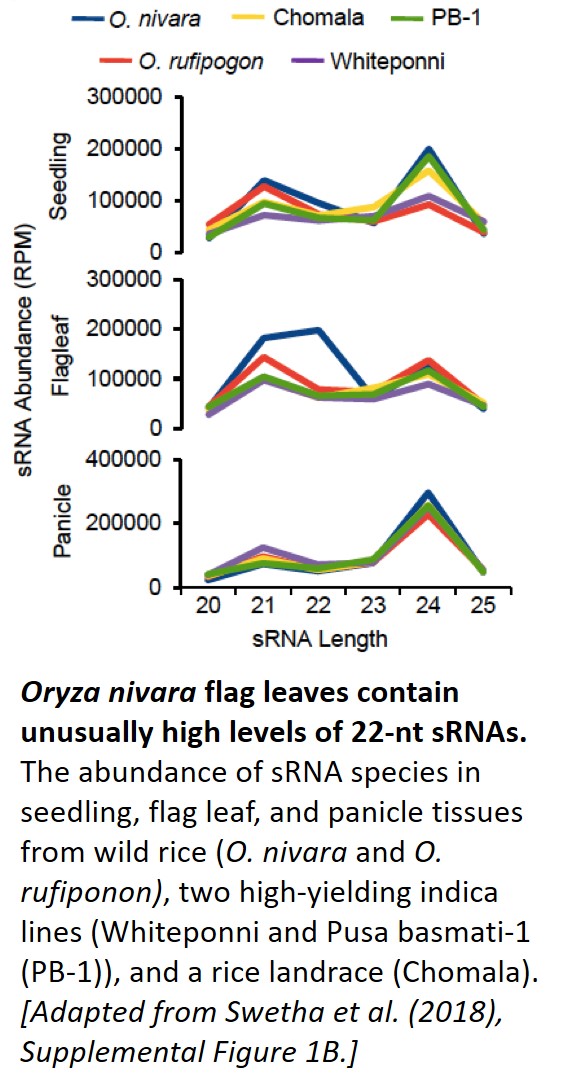 In Brief: Loss of a Silencing Cascade Contributed to Indica Rice ...