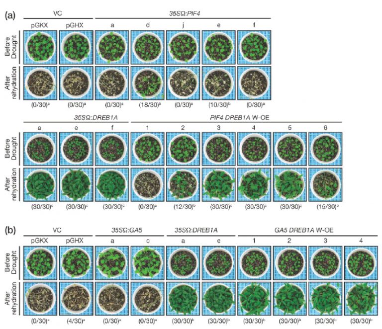 A gene-stacking approach to overcome the trade-off between drought ...