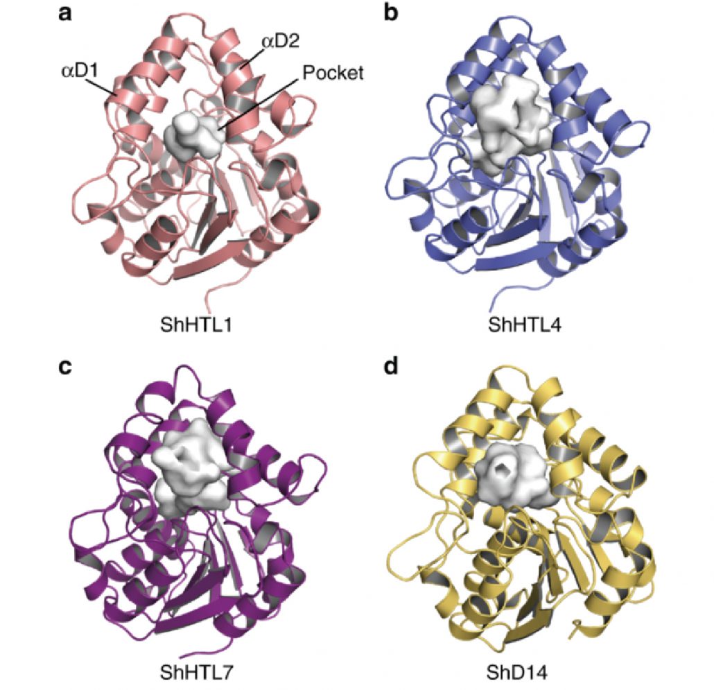 Structural analysis of HTL and D14 proteins reveals the basis for ...