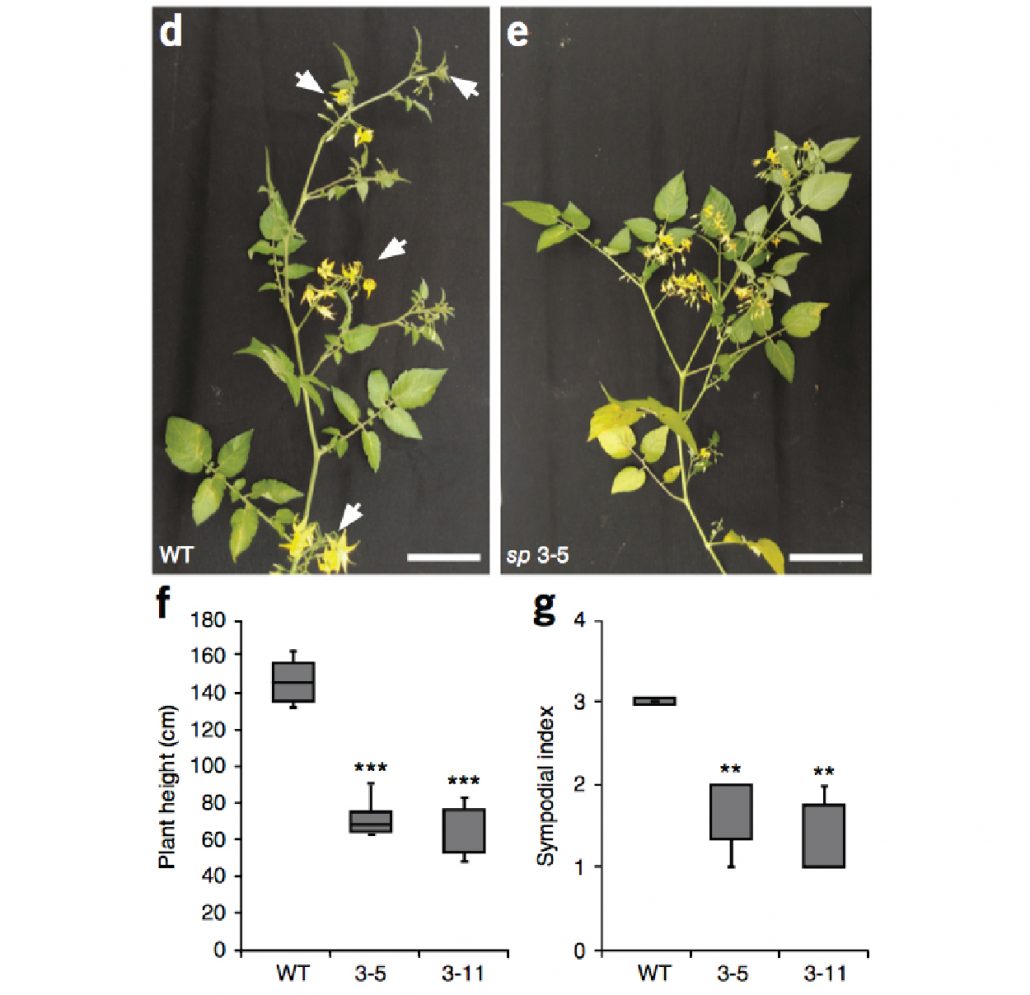 Domestication of wild tomato is accelerated by genome editing – wild ...