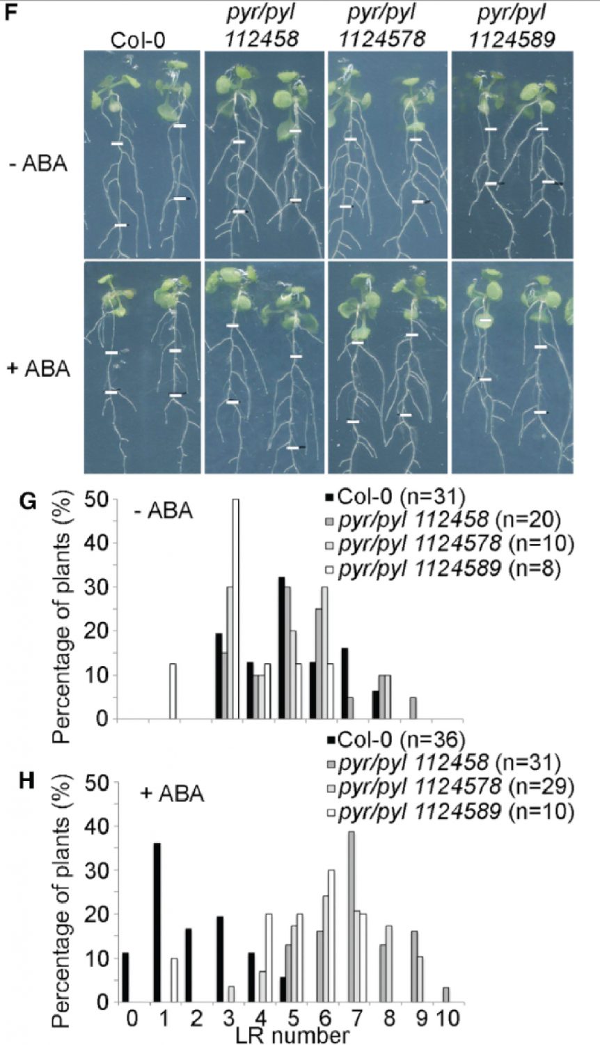 The xerobranching response represses lateral root formation when roots ...