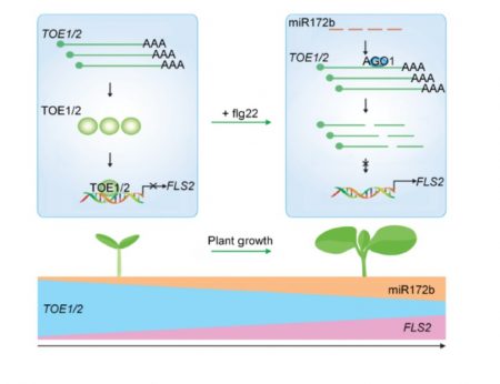 Transcriptional regulation of the immune receptor FLS2 controls the ...