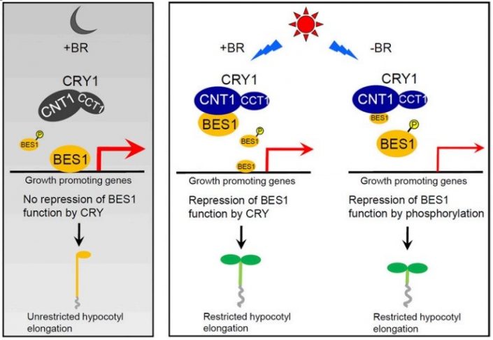 CRY1 interacts with BES1 to regulate BR signaling and ...